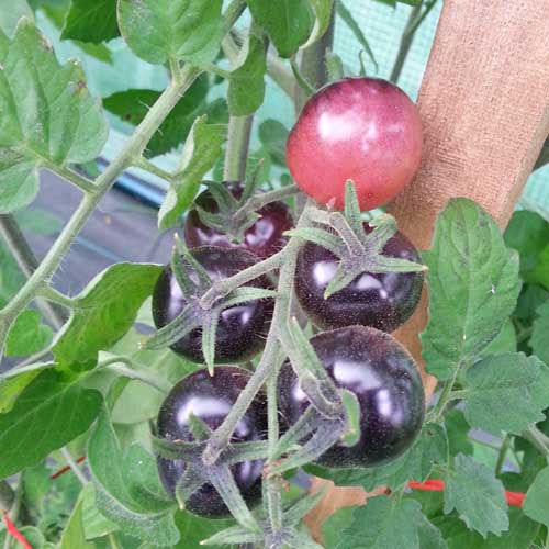 Indigo Blue Berries tomato seeds - buy online at chili-shop24.com