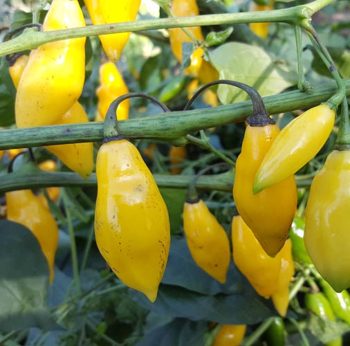 Beni Highlands Hot Peppers Seeds Home & Living Outdoor & Gardening ...