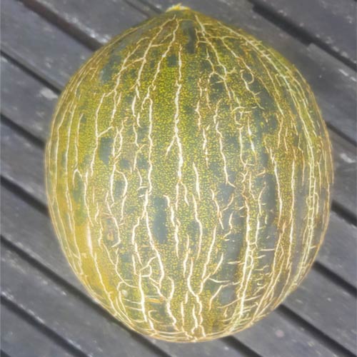 Melon Piel de Sapo - buy online at chili-shop24.com
