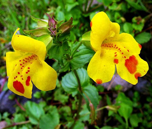 Monkey Flower Mimulus tigrinus Seeds - buy online at chili-shop24.com
