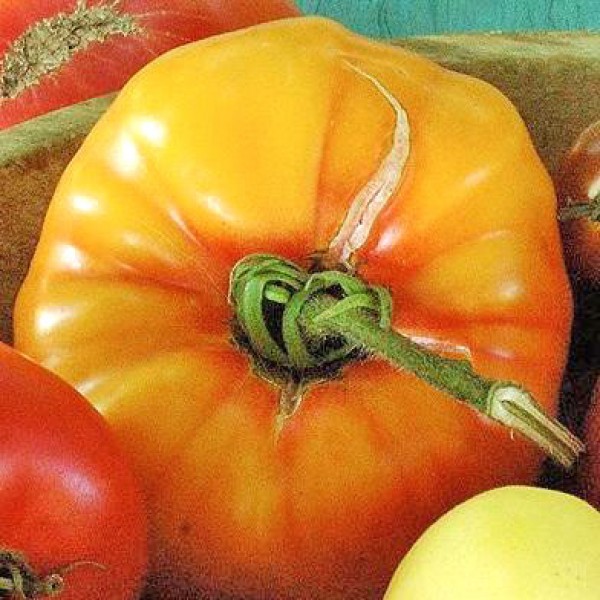 Buy online Old German tomato seeds - chili-shop24.com