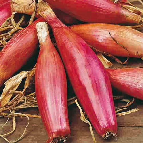 Onion Long Red Florence Seeds - buy online at chili-shop24.com