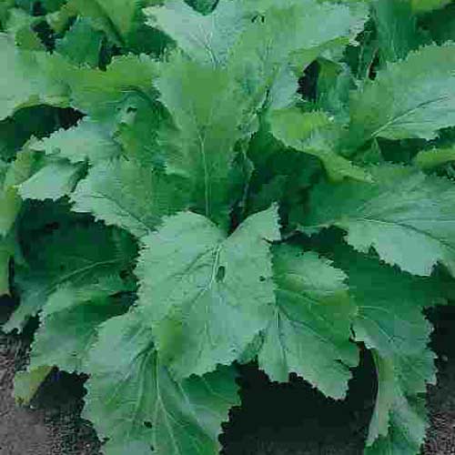 Mustard Indian Mustard Amsoi Green Seeds - buy online at chili-shop24.com