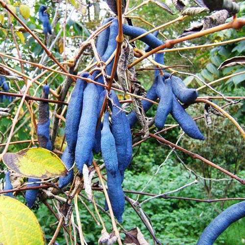 Blue Bean Tree Seeds - buy online at chili-shop24.com