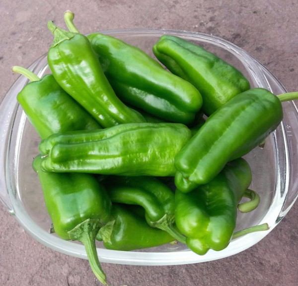 Order Pimento de Padron Chili Seeds online - chili-shop24.de