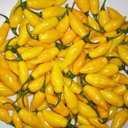 Beni Highlands Hot Peppers Seeds Home & Living Outdoor & Gardening ...