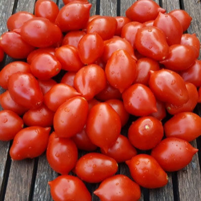 Buy online Piennolo del Vesuvio tomato seeds - chili-shop24.com
