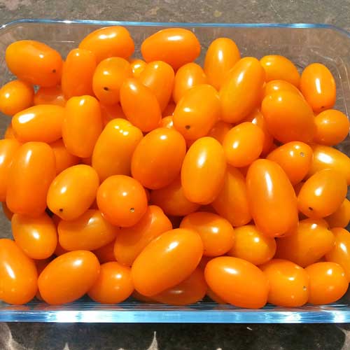 San Marzano Mini Orange tomato seeds - buy online at chili-shop24.com
