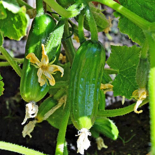 Growing cucumbers and gherkins - tips and tricks at bee-seeds.eu