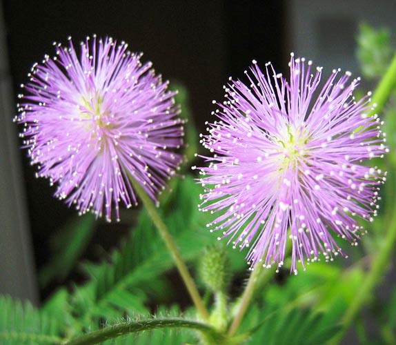 Sensitive Plant (Mimosa pudica) Seeds - buy online at chili-shop24.com